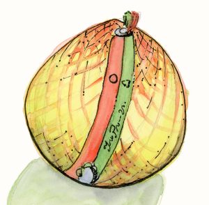 Pomelo – Olyf.com